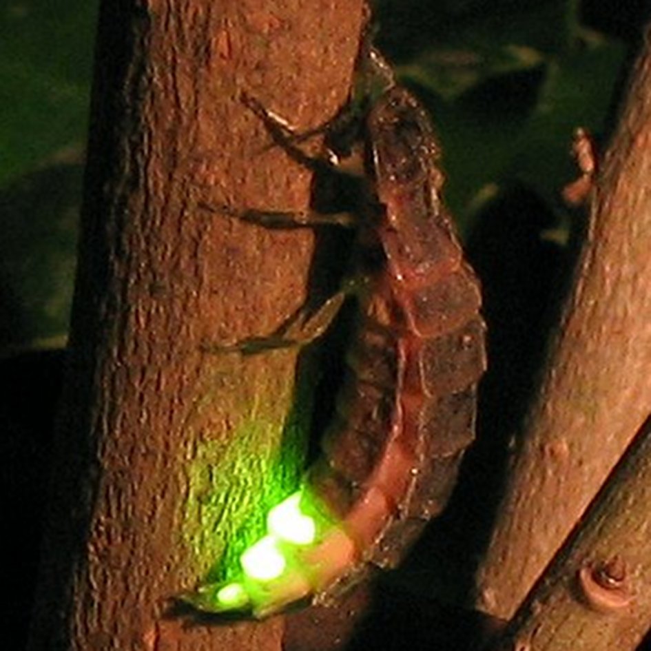 Leuchtkäfer-Poster – Wissensplattform SWO